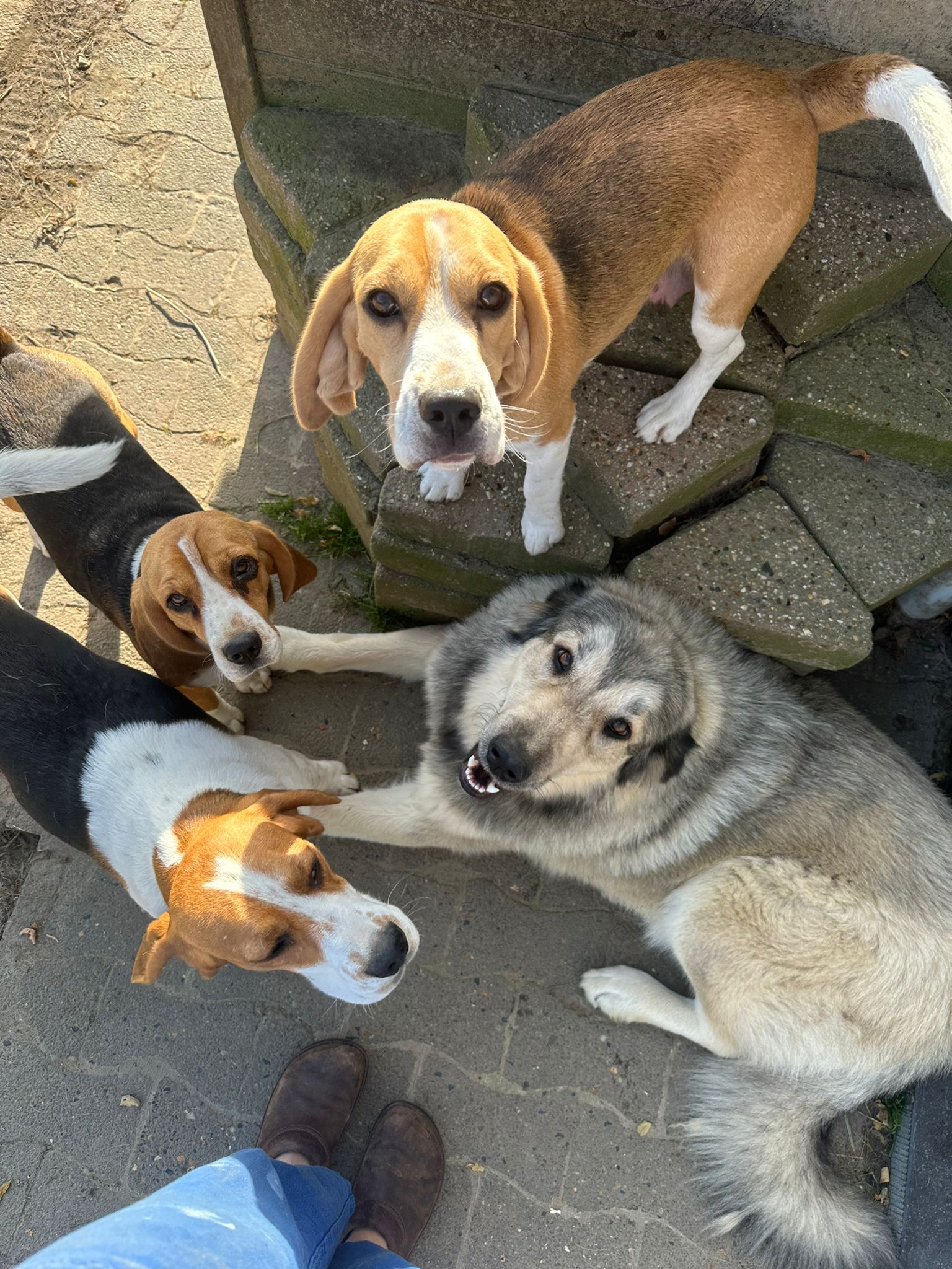 Beagles Le Chora – Exclusieve Beagle Hobbyfokker-éleveur exclusif de ...